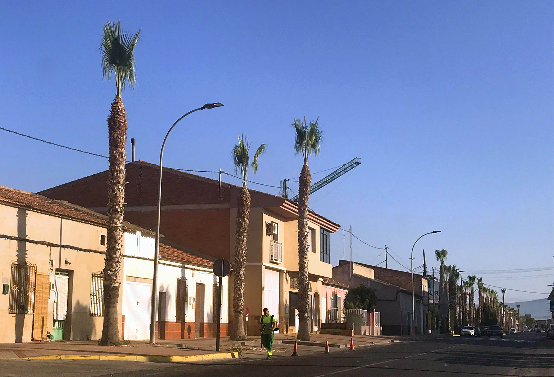 Las palmeras de la calle Antón Tobalo reciben su poda de verano | Las ...