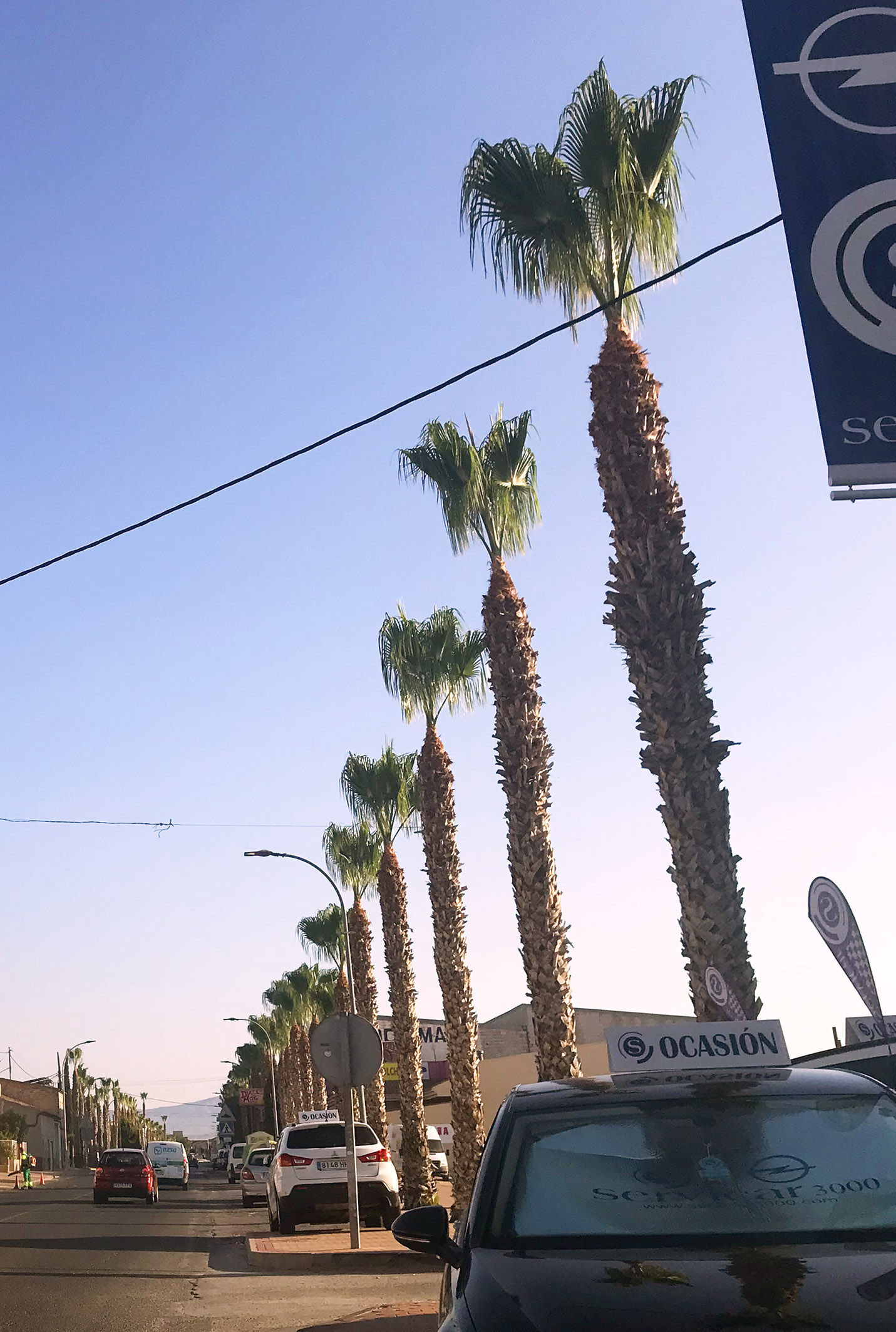 Las palmeras de la calle Antón Tobalo reciben su poda de verano | Las ...